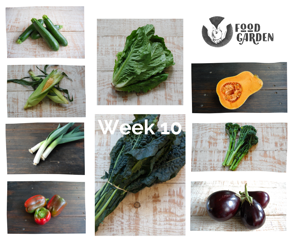 Week 10 - Pimento Capsicum, Sweet Corn, Zucchini, Eggplant, Black Kale ...