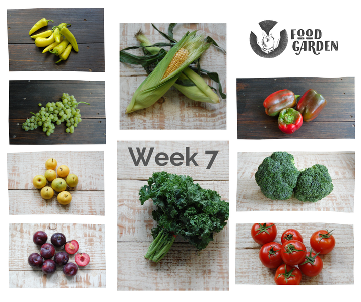 Week 7 - Green Beans, Yellow Bullhorn Capsicum, Curly Kale, Broccoli ...