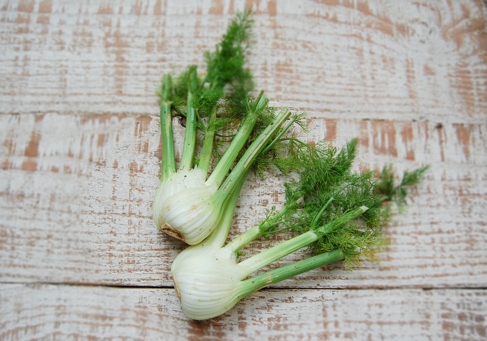 Fennel, small bulb (for 2) — Food Garden